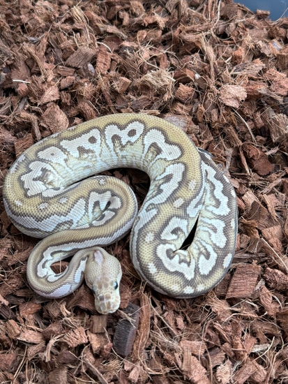 Cinnamon Spotnose Black Lace Cypress Clown Ball Python by Brock Wagner ...