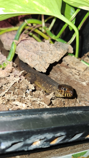 Yellow Spotted Night Lizard (Lepidophyma Flavimaculatum) More Lizard by ...