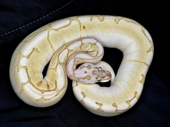 Bamboo Spider Pastel Ball Python by Brody’s snakes&reptiles