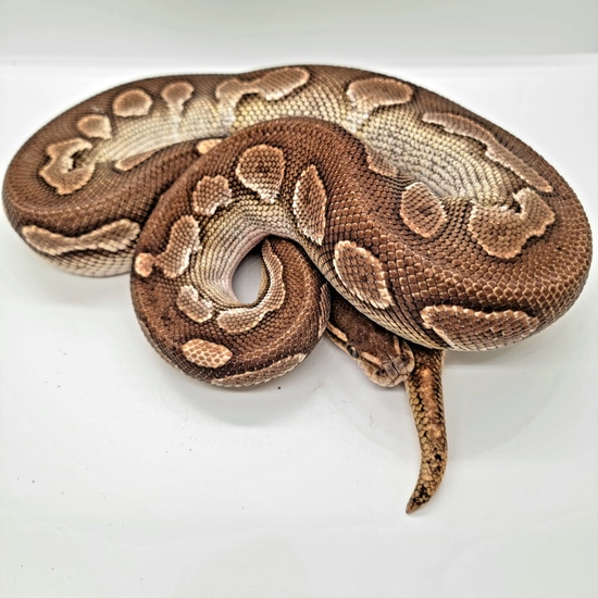 Blackhead Lesser Red Gene Ringer Ball Python by Campbell's exotics