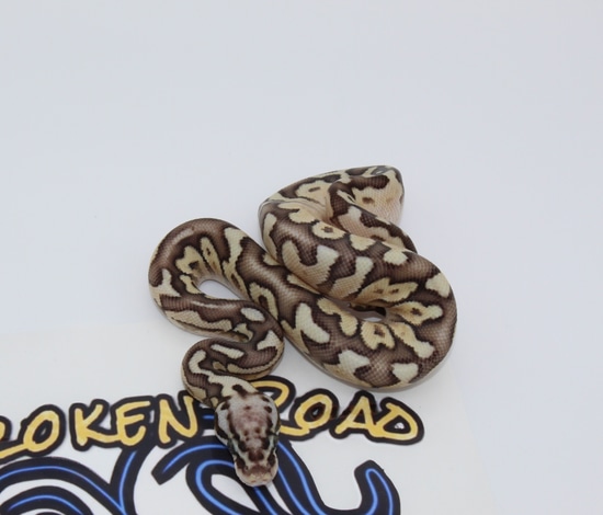 Super Pastel Woma Lesser Probable HRA Possible Yellowbelly Ball Python ...