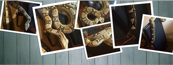 Jaguar Het Anery Boa Constrictor by BX Bred