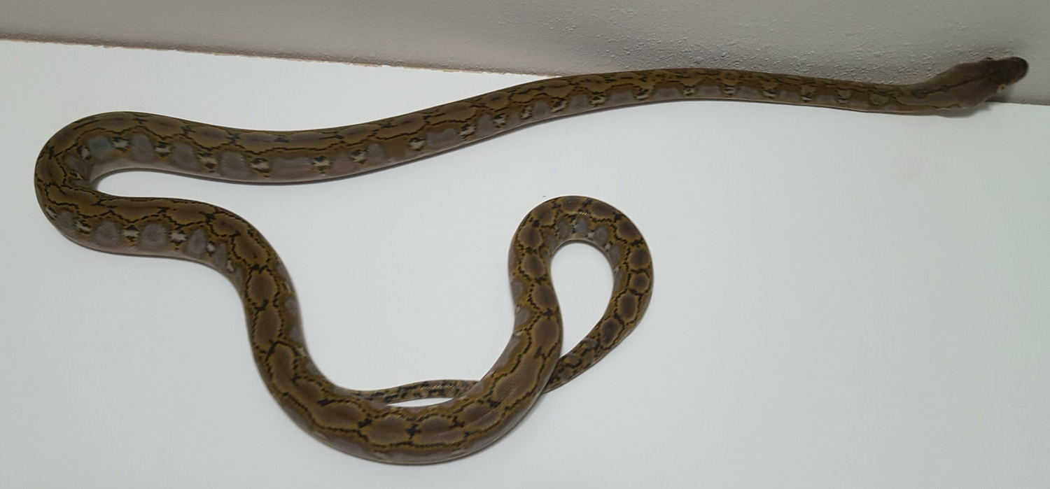 Super Dwarf Reticulated Python by AMH exotics - MorphMarket