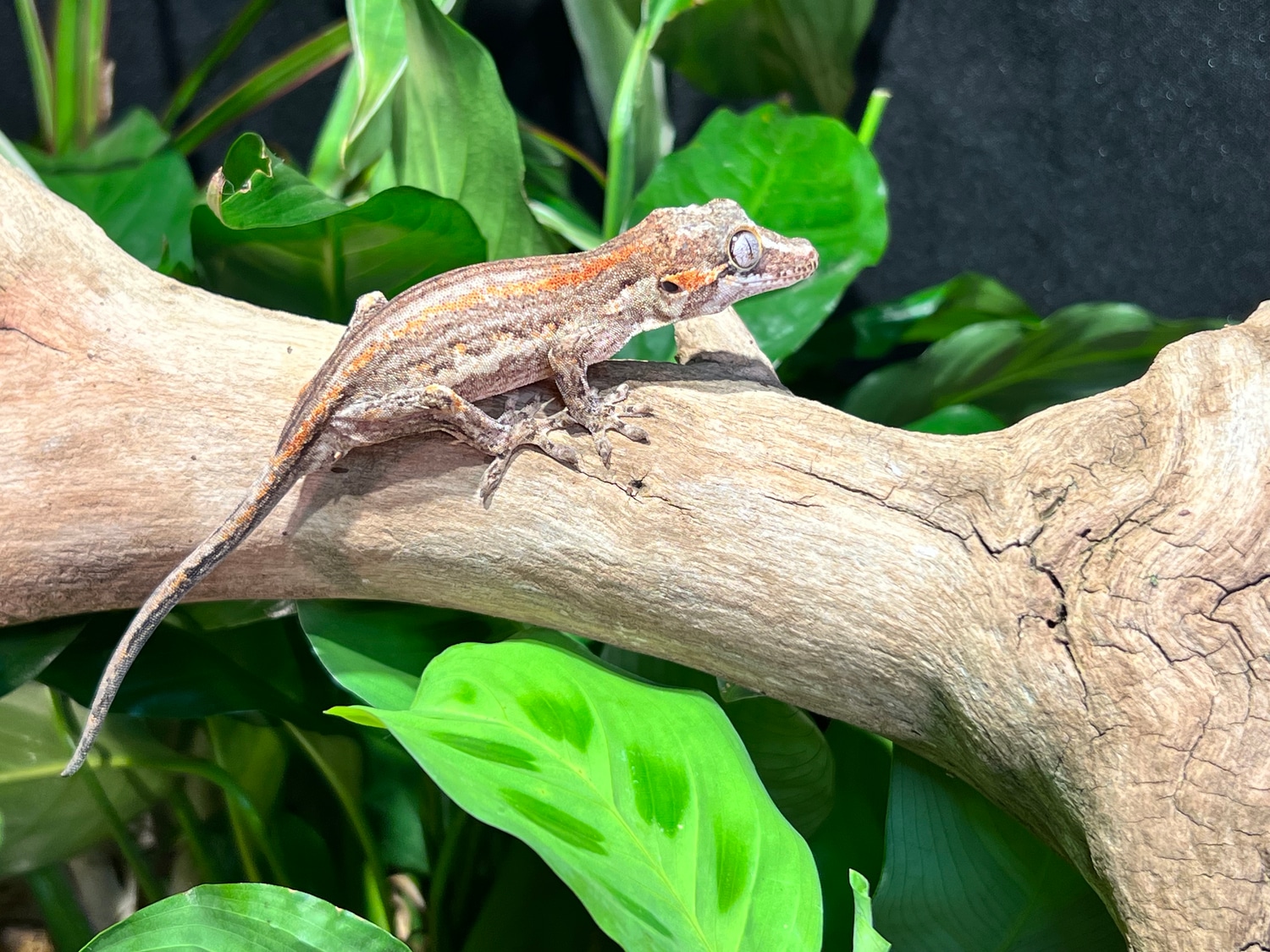 Orange Striped Gargoyle Gargoyle Gecko by Dc Reptiles - MorphMarket