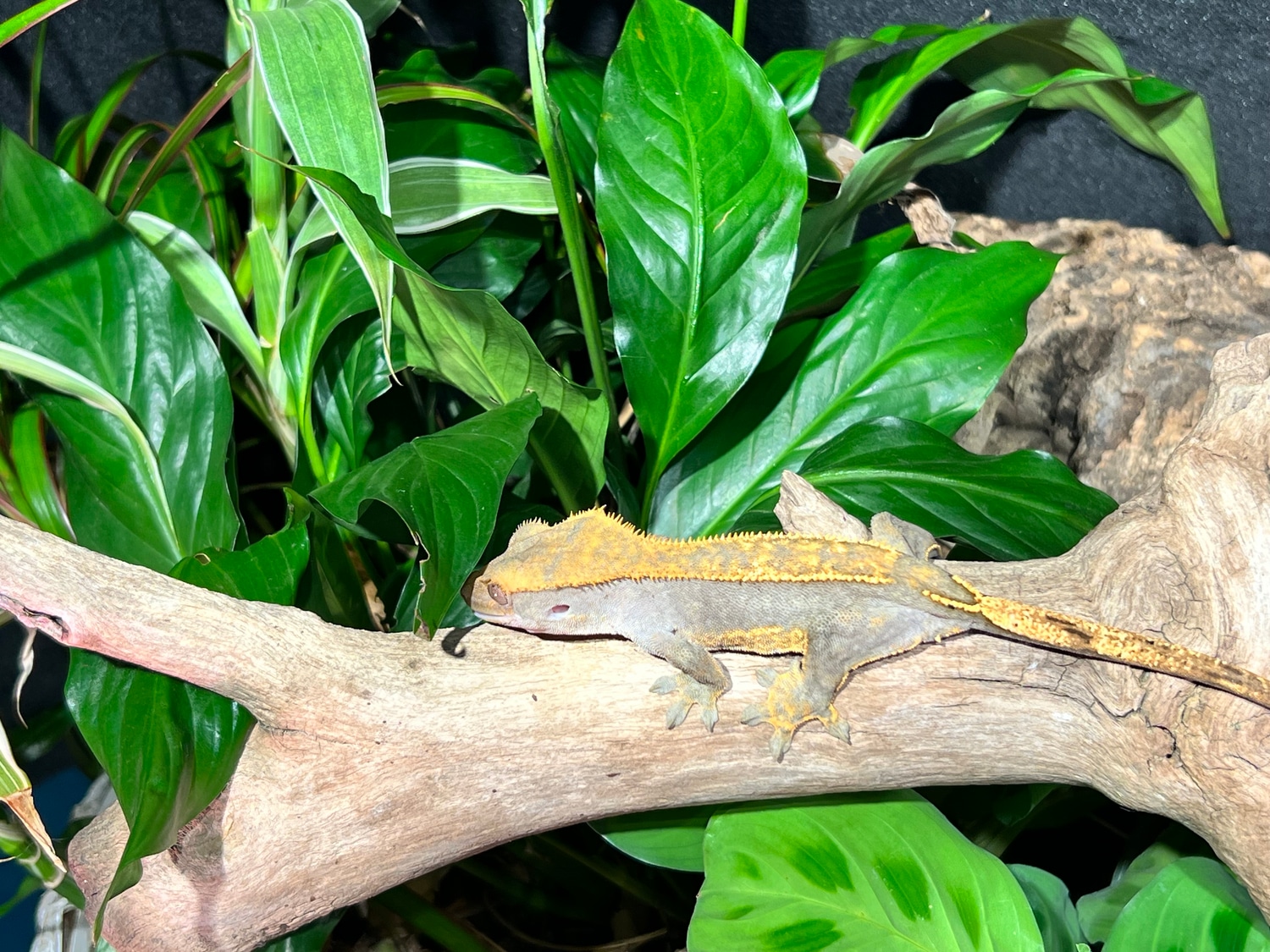 Partial Pinstripe Crested Gecko by Dc Reptiles - MorphMarket