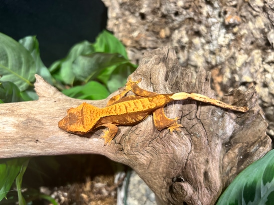 Orange Flame Crested Gecko by Dc Reptiles