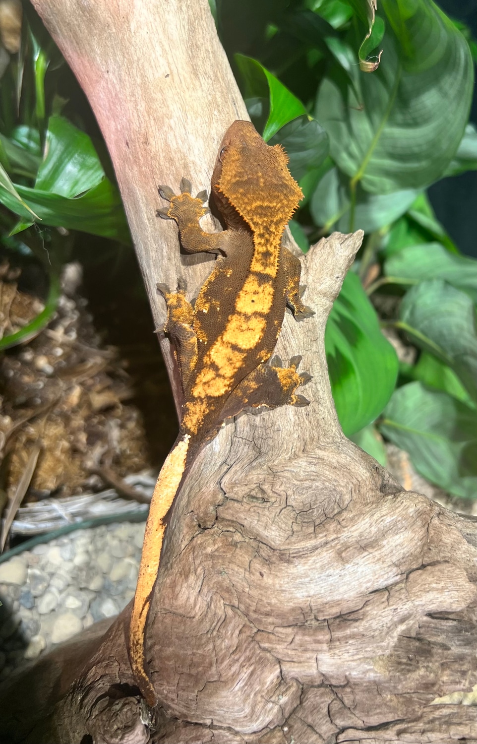 Flame Crested Gecko by Dc Reptiles - MorphMarket