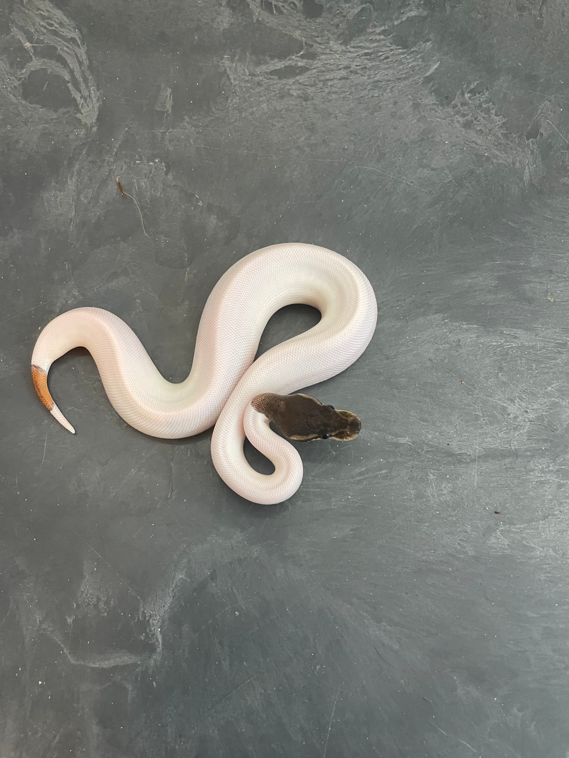 Cinnamon Pied PH Lav Albino Ball Python by Infinity Critters - MorphMarket