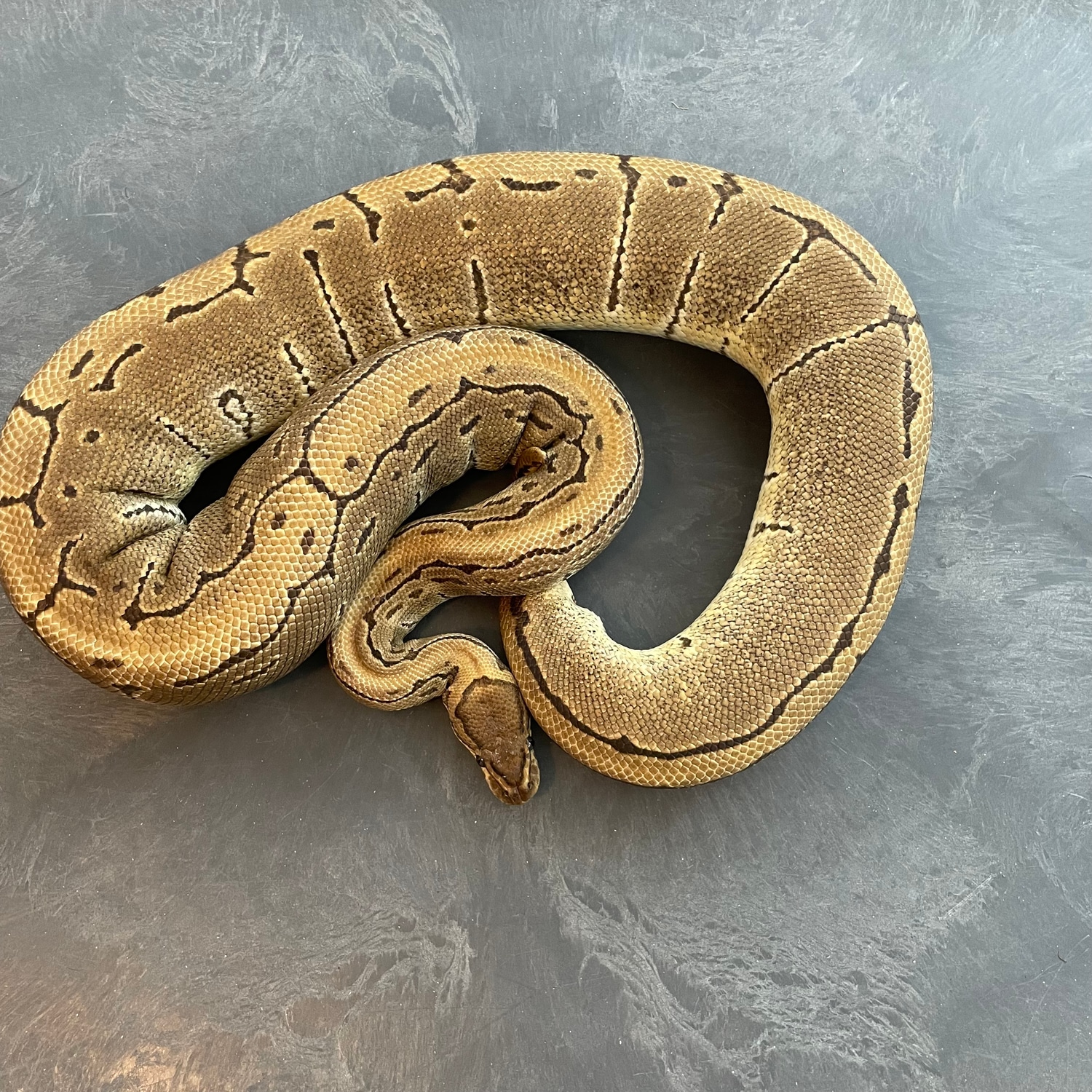 Penelope-Pinstripe Ball Python by Infinity Critters - MorphMarket