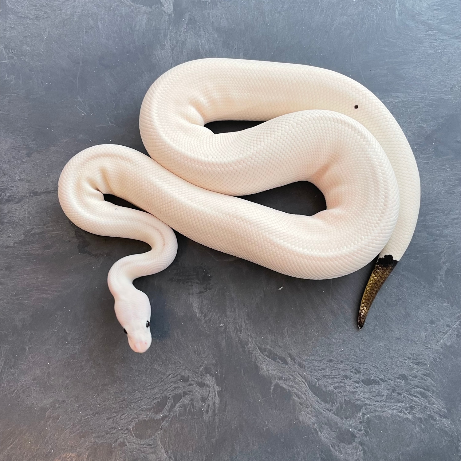 Olaf-Cinnamon Pied Het Lav. Albino Ball Python by Infinity Critters ...