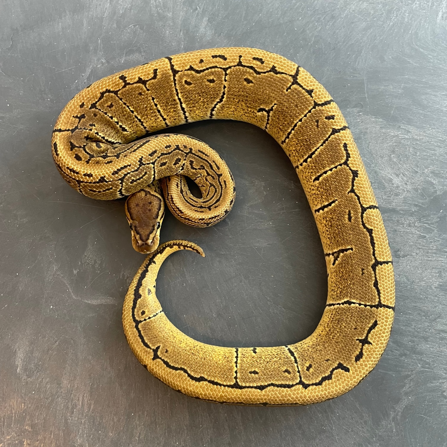 Pin DH VPI Axanthic/Clown Ball Python by Infinity Critters - MorphMarket