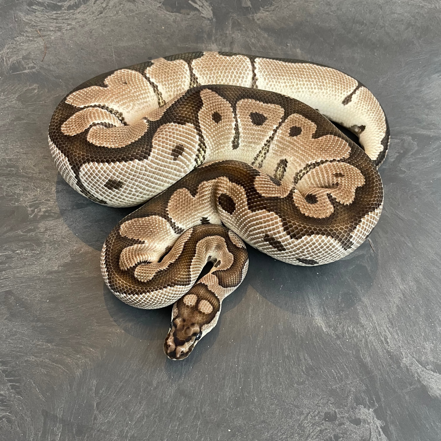 Dh VPI Axanthic/Clown Ball Python by Infinity Critters - MorphMarket