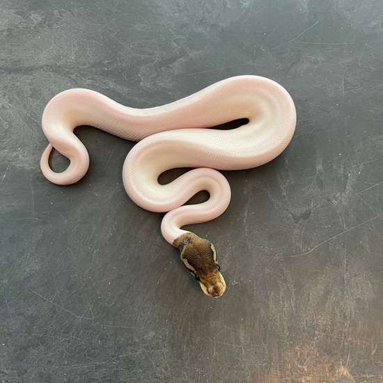 Cin Pied PH Lav Ball Python by Infinity Critters