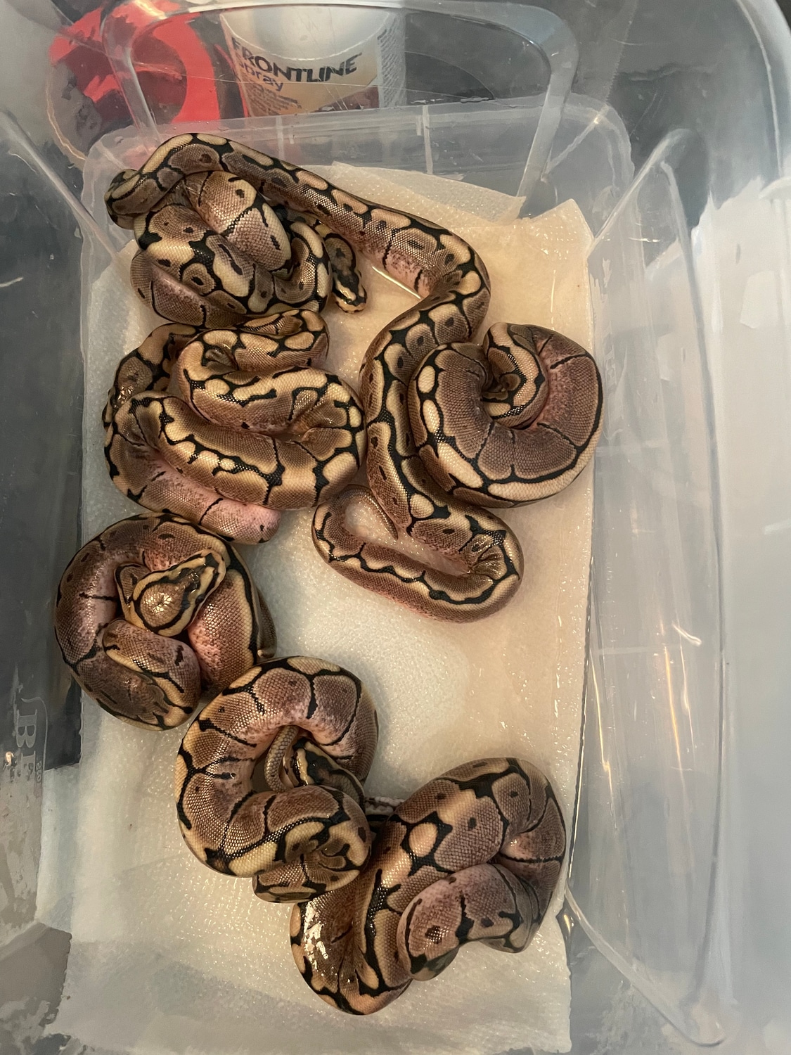 Ball Python Clutch: BP.22.02 by Infinity Critters - MorphMarket