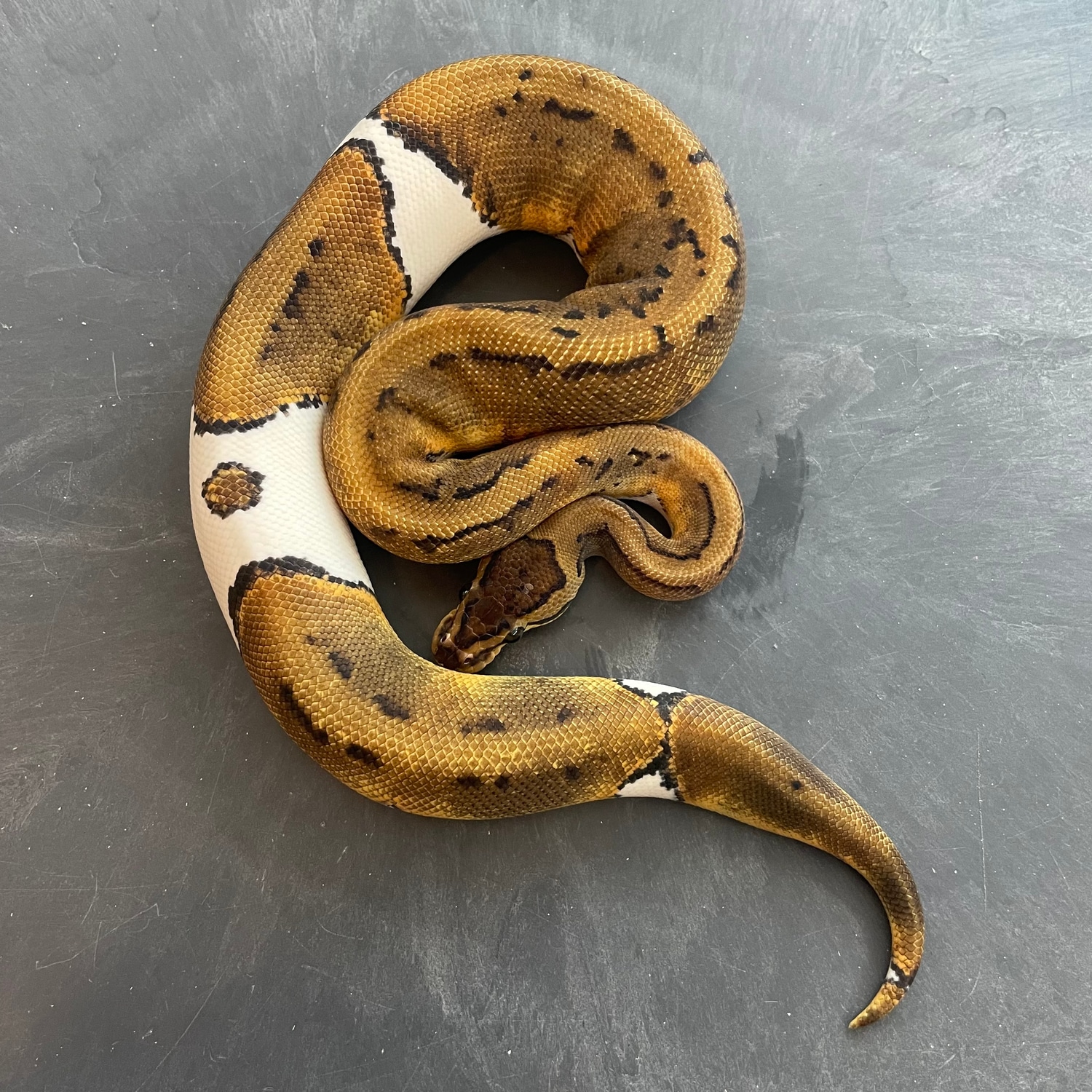 Pinstripe Pied Ball Python by Infinity Critters - MorphMarket