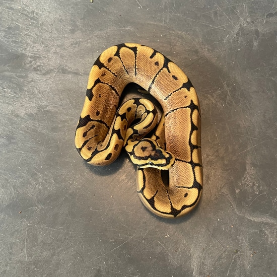 Spider Het VPI Axanthic Pos Het Pied Ball Python by Infinity Critters