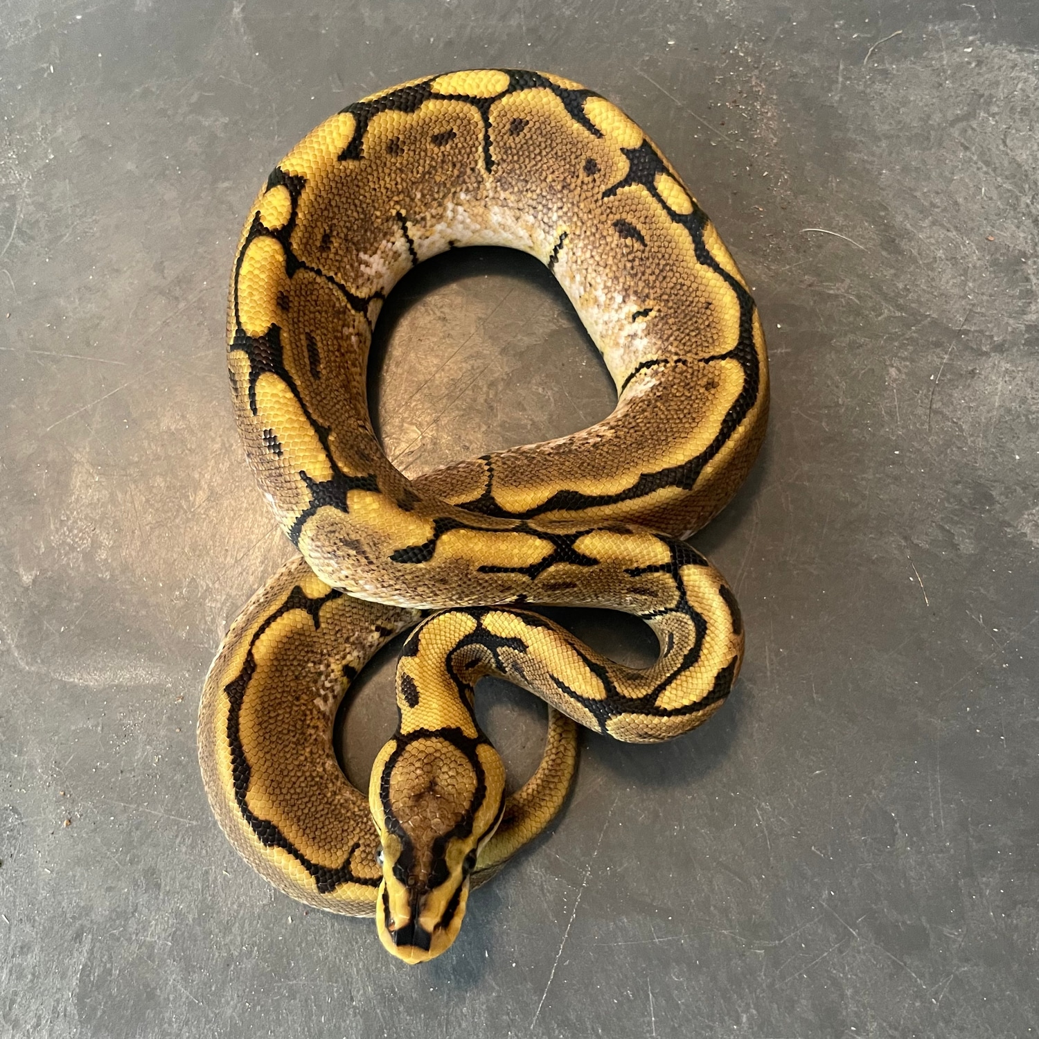 Spider Het VPI Axanthic Pos Het Pied Ball Python by Infinity Critters - MorphMarket