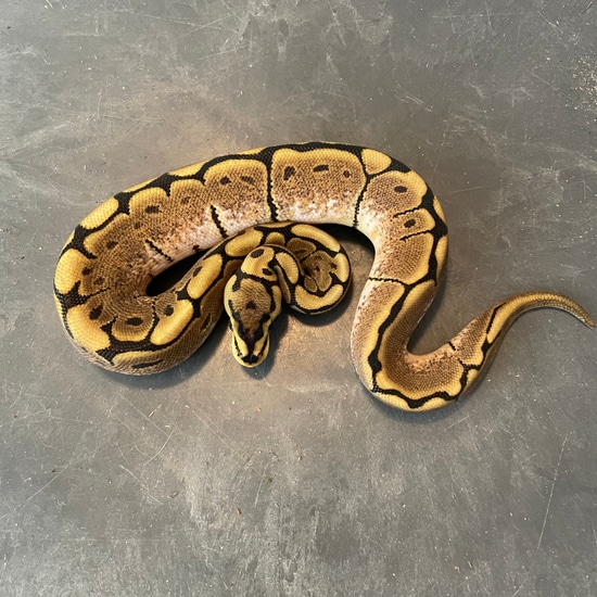 Spider Het VPI Axanthic Pos Het Pied Ball Python by Infinity Critters
