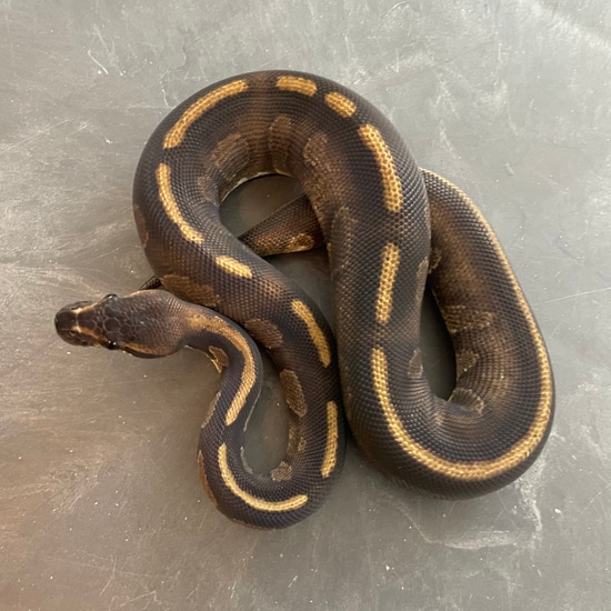 Mystery Dark Ball Python by Infinity Critters