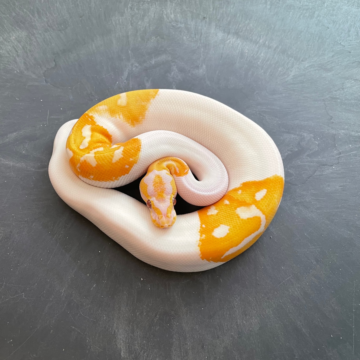 Roger-Lavender Albino Pied Ball Python by Infinity Critters - MorphMarket