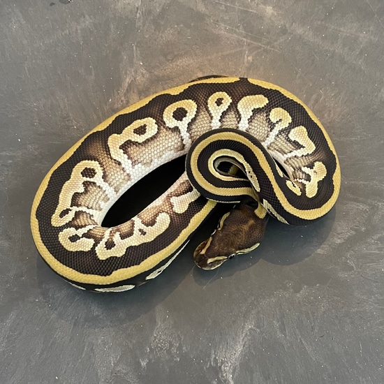 Shuri Leo Mojave Het Pied Ball Python By Infinity Critters