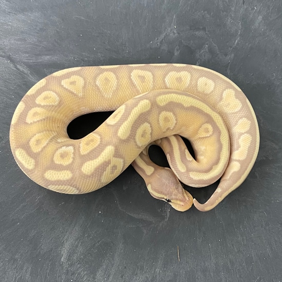 Sherbert- Banana Mojave Ball Python by Infinity Critters