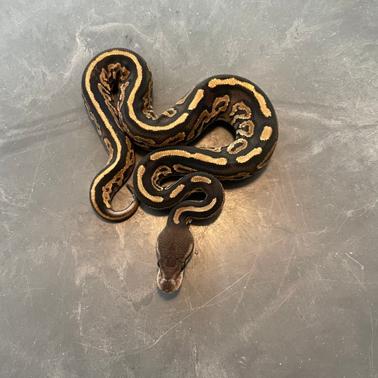 Cin Het Pied PH Lavender Albino Ball Python by Infinity Critters