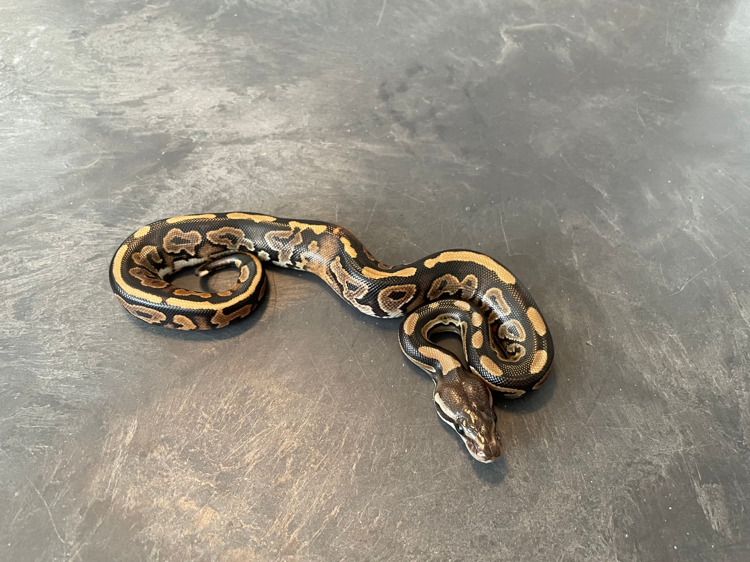 Black Pastel Yellow Belly 100% Het Albino 100% Het Piebald Ball Python ...