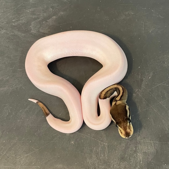 Cinnamon Axanthic (VPI) Piebald Ball Python by Infinity Critters