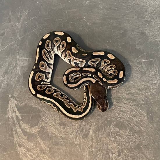 Cinnamon Axanthic (VPI) 66% Het Piebald Ball Python by Infinity Critters