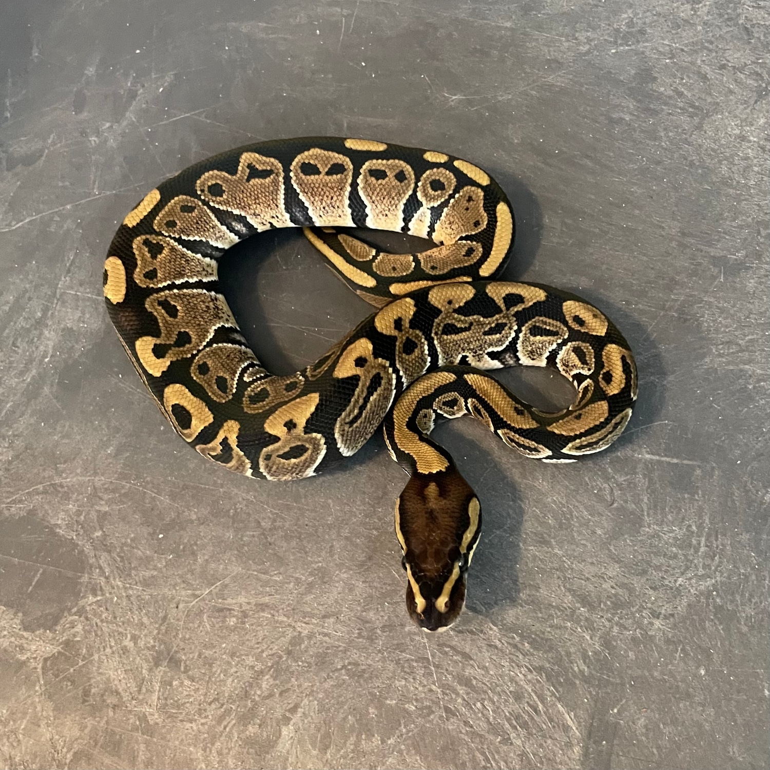 100% Het Axanthic (VPI) 66% Het Piebald Ball Python by Infinity ...
