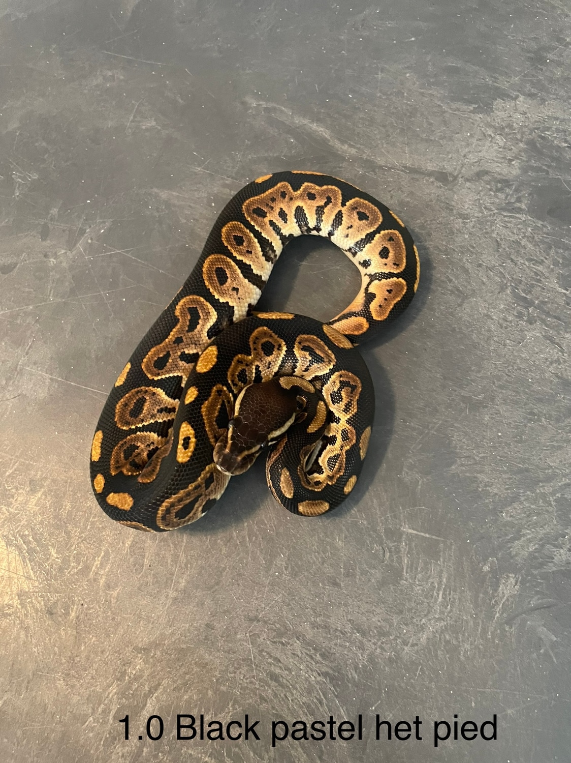 Black Pastel Het Pied Ball Python by Infinity Critters - MorphMarket