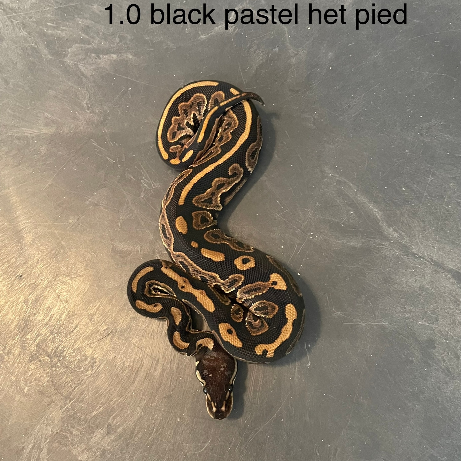 Black Pastel Het Pied Ball Python by Infinity Critters - MorphMarket