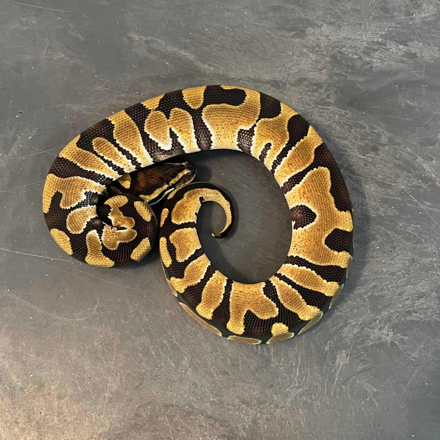 Enchi Het Clown Ball Python by Infinity Critters - MorphMarket