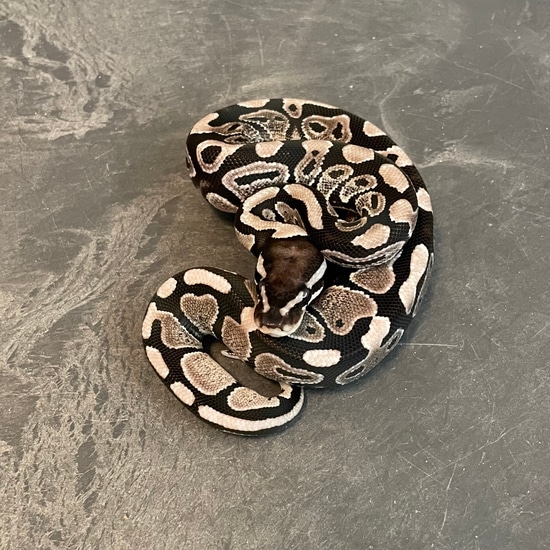 Axanthic (VPI) 100% Het Clown Ball Python by Infinity Critters
