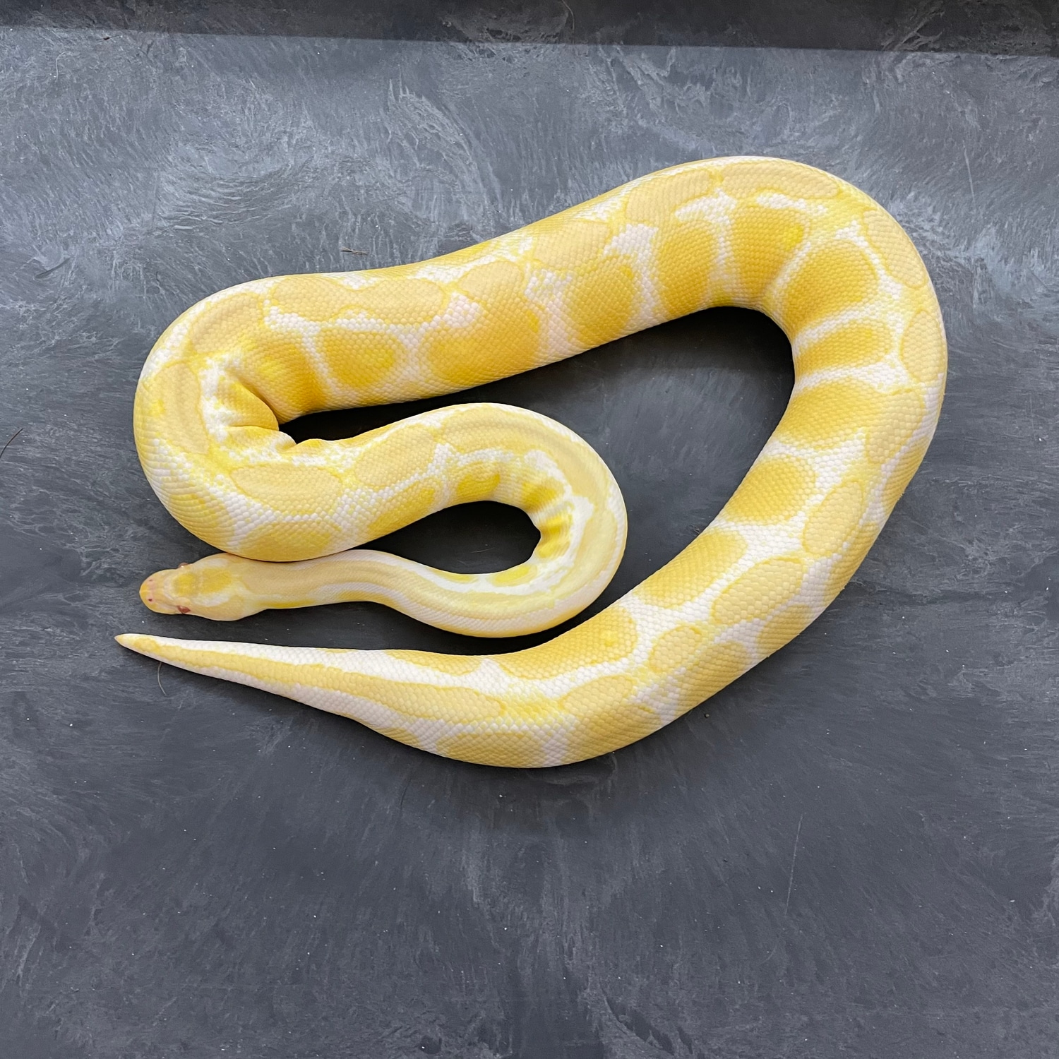 Albino Proven Breeder Ball Python by Infinity Critters - MorphMarket