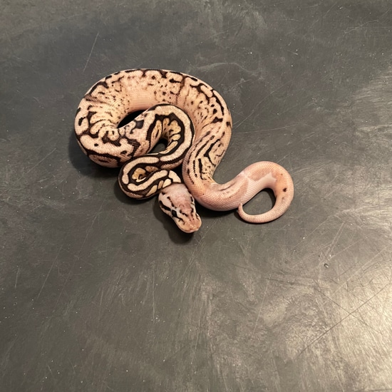 Black Widow Het Albino Het Piebald Ball Python by Infinity Critters