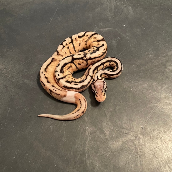 Black Widow Yellow Belly Het Albino Het Piebald Ball Python by Infinity ...