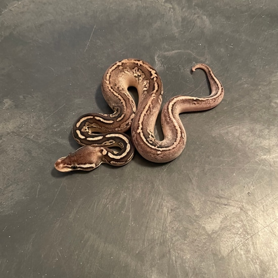 Black Pewter Yellow Belly Het Albino Het Piebald Ball Python by ...