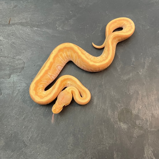 Banana Ultramel Ball Python by Infinity Critters