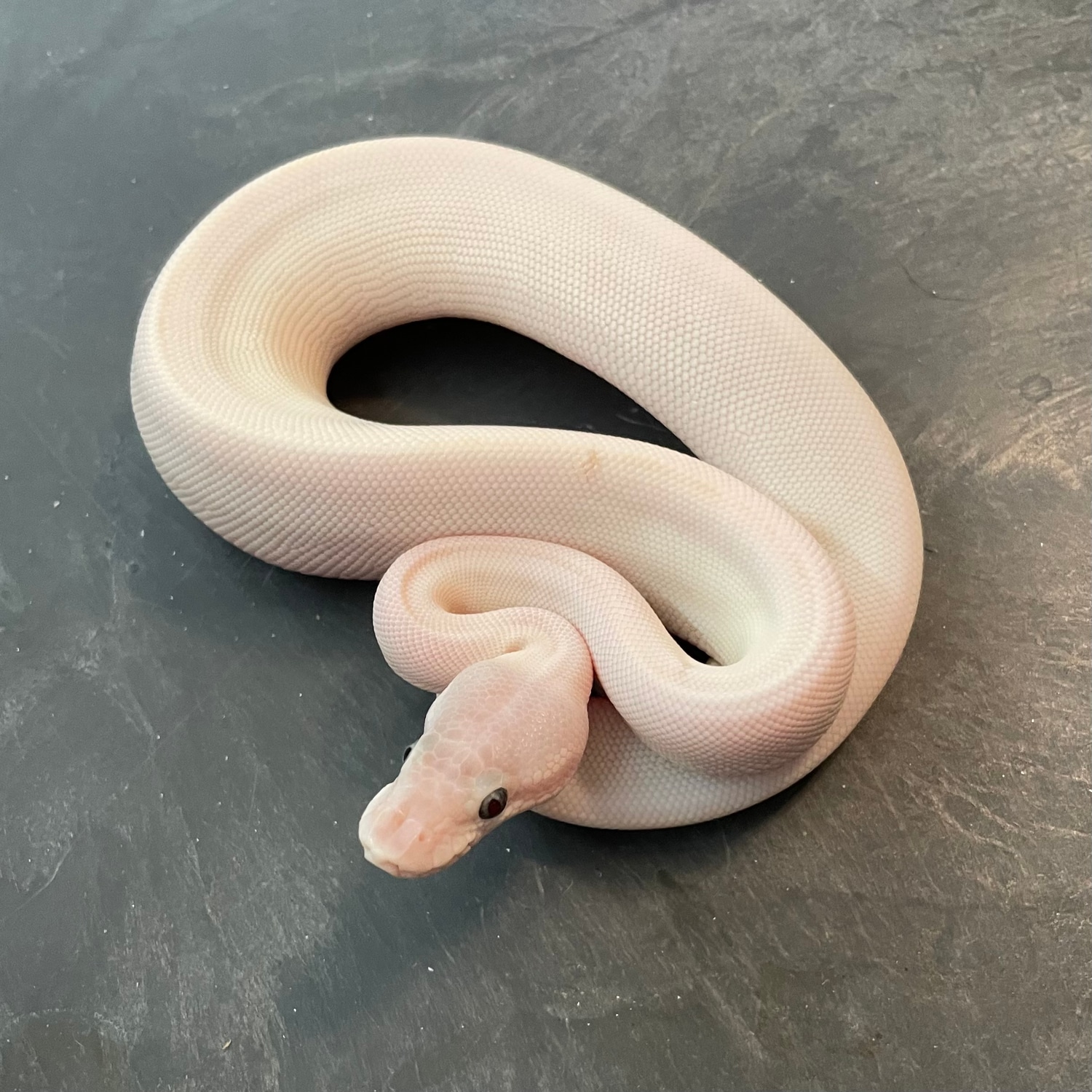 Blue Eyed Lucy (Moj Moj) Fire 50% Het Ultramel Ball Python by Infinity ...