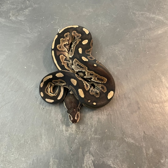 Cinnamon Axanthic (VPI) Het Piebald Ball Python by Infinity Critters