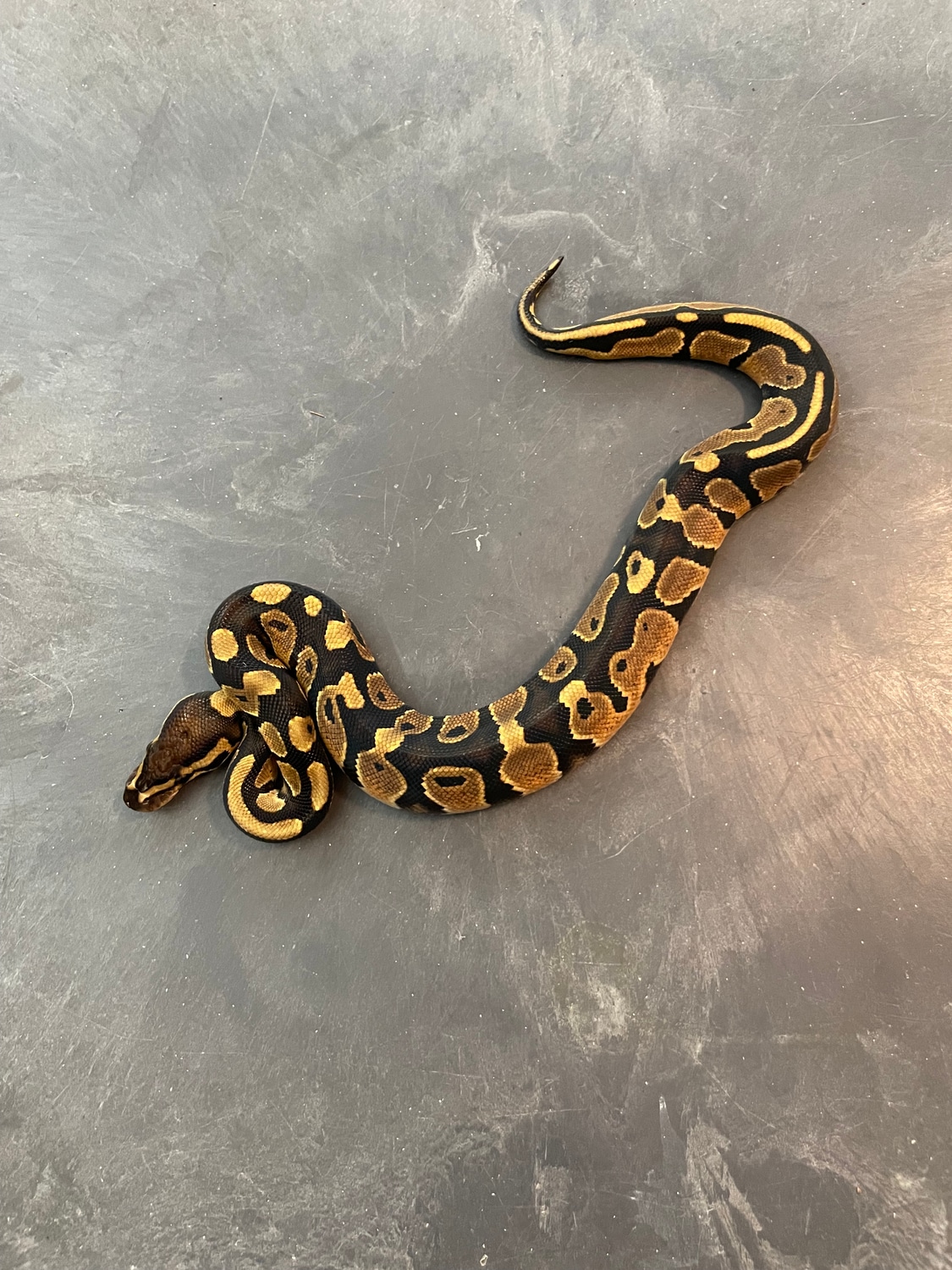 Het Clown 66% Het Piebald Ball Python by Infinity Critters - MorphMarket