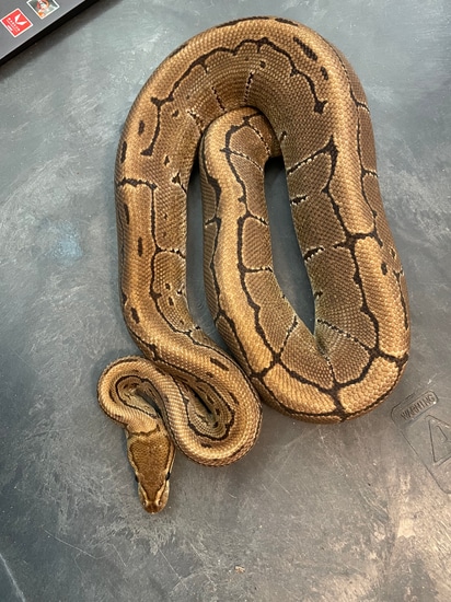 Black Widow- Pinstripe Het Ultramel Ball Python by Infinity Critters