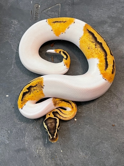 Pastel Piebald Het Clown Ball Python by Infinity Critters