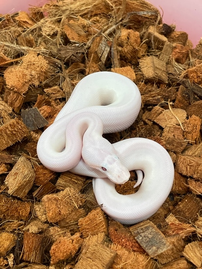 Lesser Axanthic (VPI) Piebald Ball Python by Infinity Critters