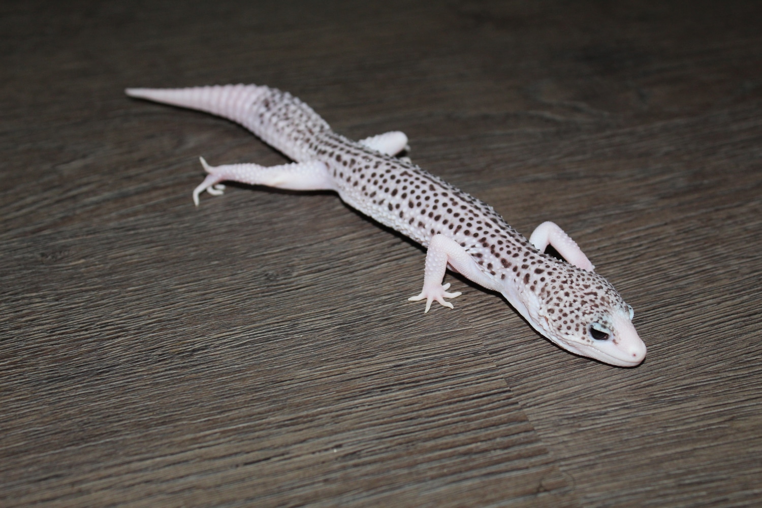 Total Eclipse Leopard Gecko by Eublephoria - MorphMarket