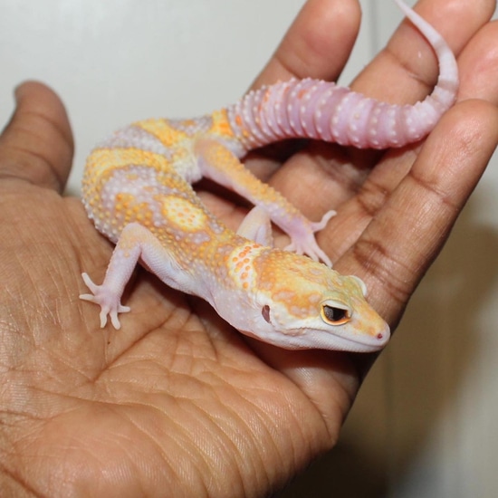 Snake-Eyed Typhoon Leopard Gecko by Eublephoria