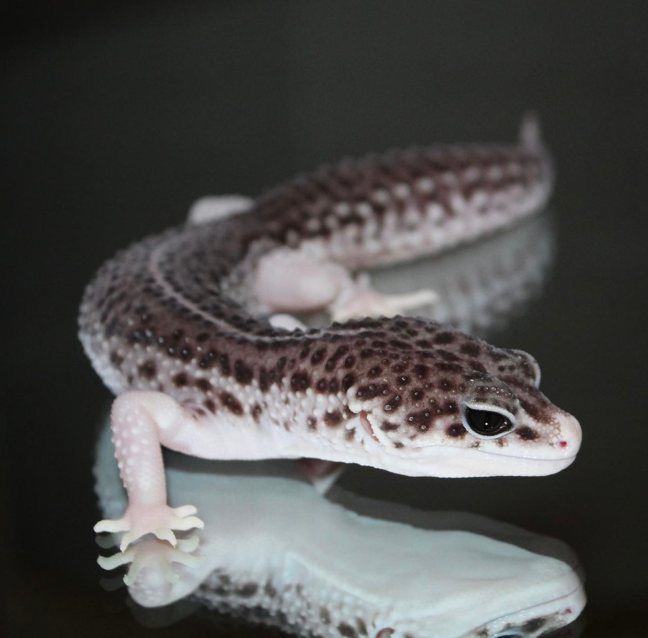 Black Night Total Eclipse Leopard Gecko by Eublephoria - MorphMarket