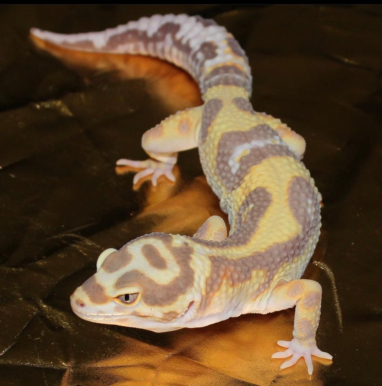 Bold Tremper Leopard Gecko by Eublephoria - MorphMarket